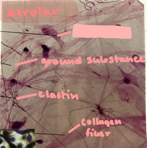 Aandp Histology Practical Flashcards Quizlet
