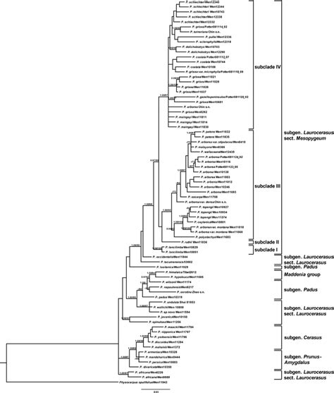 Bayesian Tree Inferred From The Combined Nuclear Datasets Its And Ets