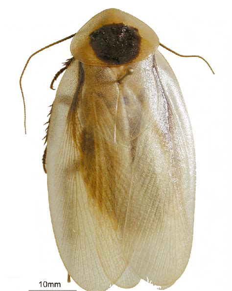 West Indian Leaf Cockroach Blaberus Discoidalis Specimen In New