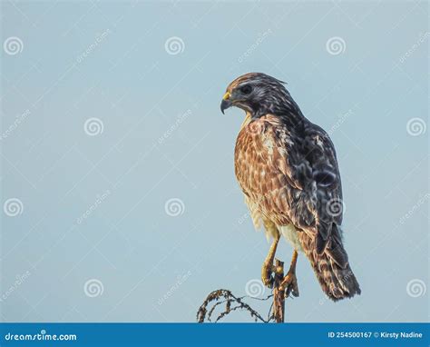 Juvenile Red Shouldered Hawk Looking Stock Image Image Of Predator