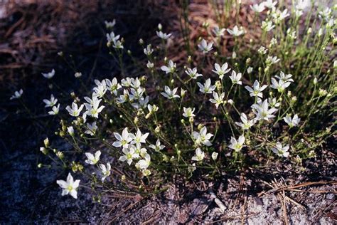 Minuartia Caroliniana