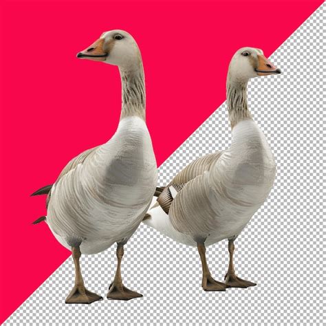 귀여운 거위 3d 고립 렌더링 하 배경 투명 배경 Png Psd 프리미엄 Ai 생성 Psd