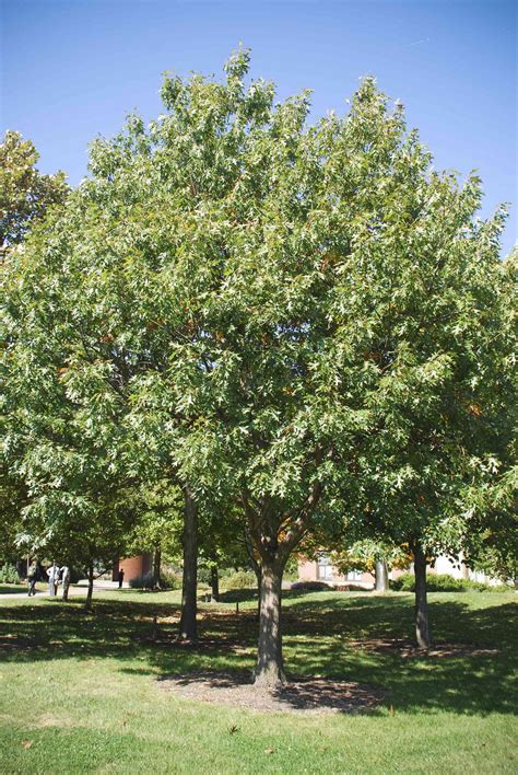 A Deciduous Tree