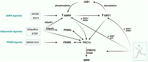 Exercise Mimetics Targeting The Ampk Sirt1 Pgc1α Bdnf Signaling Pathway