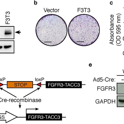 Fgfr3tacc3 Fusion Protein Is A Potent Oncogene In Nasal Epithelium A