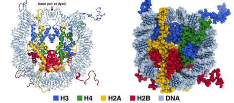 The Nucleosome Tan Lab At Penn State
