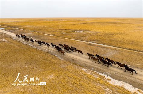 甘肃阿克塞：牧民带领马群转场