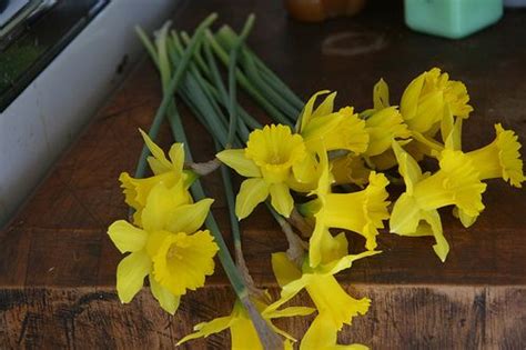 Daffodils As Gopher Prevention Daffodils Daffodils Planting Garden Help