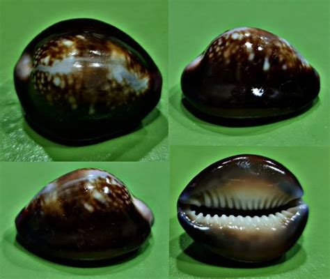 Shellauction Net Monetaria Caputserpentis