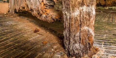 A Complete Guide To Wet Rot And How To Treat It In The Uk