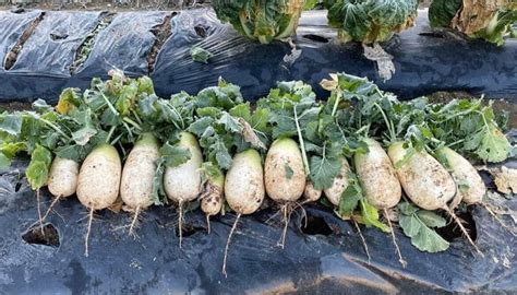 김장 무 심는 시기 파종 시기 재배 방법 수확 가을 무