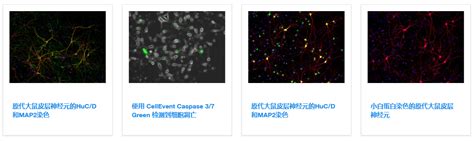 EVOS fl 荧光细胞成像系统 报价 价格 性能参数 图 美国 生物器材网