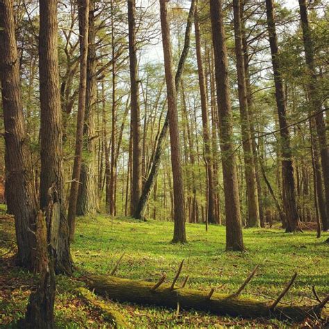 Premium Photo Trees Growing In Forest