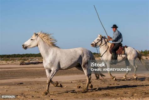 라이더는 말에 Parc 지역 드 Camargue프로방스 프랑스에 바다 해변을 따라 Camargue 말 방목 가축떼에 대한 스톡