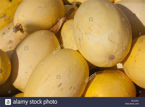 Winter Squash Cucurbita Pepo Var Fastigata Spaghetti Marrow Fruit