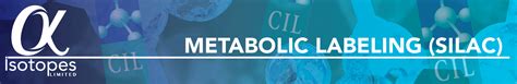 Metabolic Labeling Silac Ck Isotopes