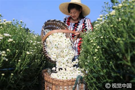 安徽黃山：菊中之冠，「徽州貢菊」開採 每日頭條
