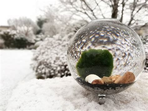 La Leggenda Delle Alghe Giapponesi Marimo