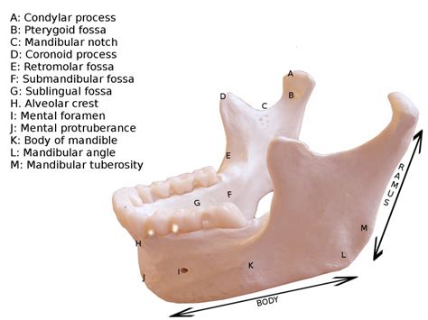 [figure Mandible Labeled Image Courtesy S Bhimji Md] Statpearls