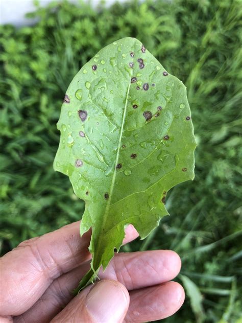 Alternaria Alternata