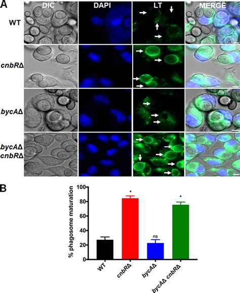 Phagosome Maturation In Macrophages Containing Mucor Is Dependent On