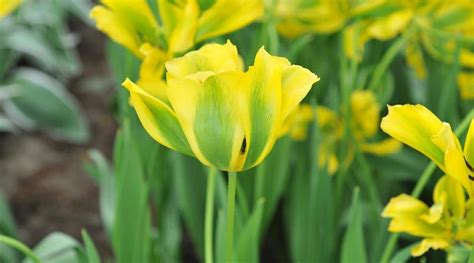 47 Different Types Of Tulip Varieties For Your Flowerbeds