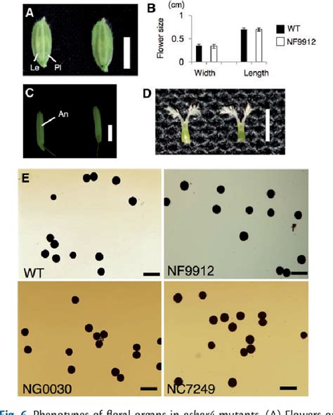 Figure 6 From Roles Of Pollen Specific Boron Efflux Transporter Osbor4 In The Rice