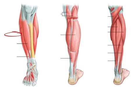 Extrinsic Muscles Of The Foot Flashcards Quizlet