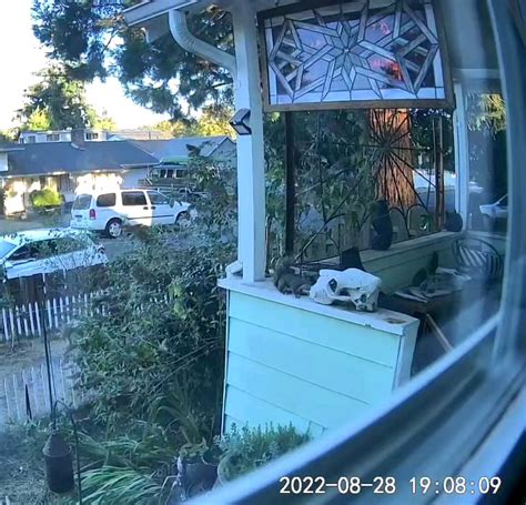 This Squirrel Ate My Skull Interestingasfuck