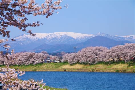 日本の風景蔵王連峰と桜並木壁紙1920x1280 壁紙館