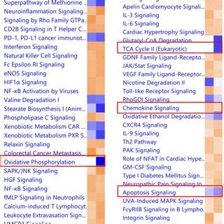 Sex Differences In Transcriptional Pathways In The PT CrAT HET Model Download Scientific