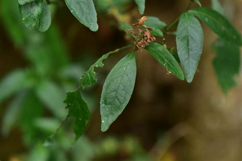 Chroesthes Lanceolata Picturethis