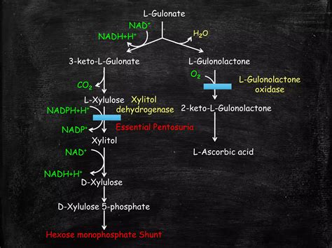 Uronic Acid Pathway Ppsx
