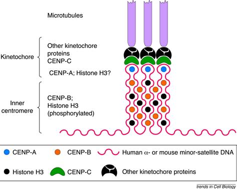 Centromerization Trends In Cell Biology