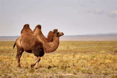 Wild Bactrian Camel Is This Animal Endangered
