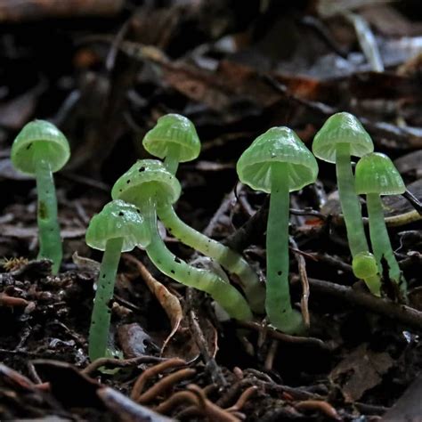 Lee Ormsby Andricksen On Instagram Tuhoto Ariki Track Whaka Forest 10 June 2018 Gliophorus