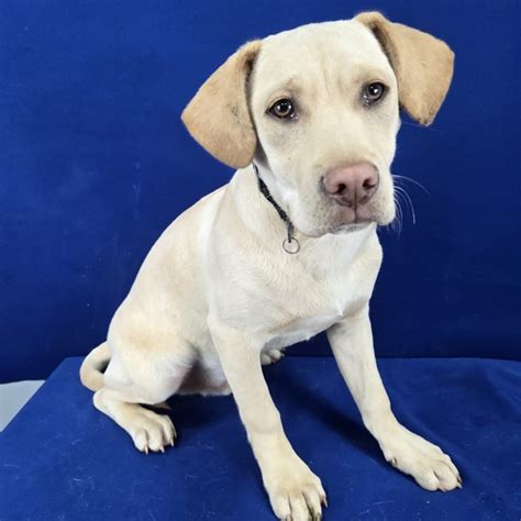 Ruston Meet Simba The King Of Cuddles And Playtime 🦁👑 Simba Is