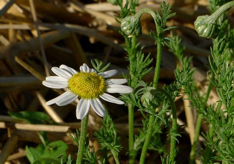 Anthemis Nobilis Roman Chamomile Extract Oil Benefits Uses