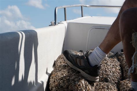 How One Tampa Bay Group Aims To Restore Oyster Reefs By Collecting Your