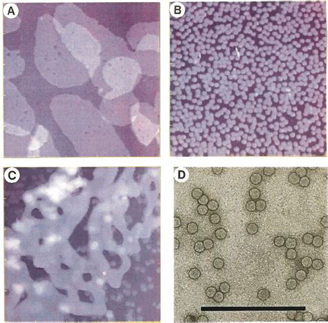 A To C Atomic Force Micrographs 2000 Nm Â 2000 Nm Of Partially