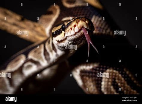 Royal Python Python Regius Studio Photography Stock Photo Alamy