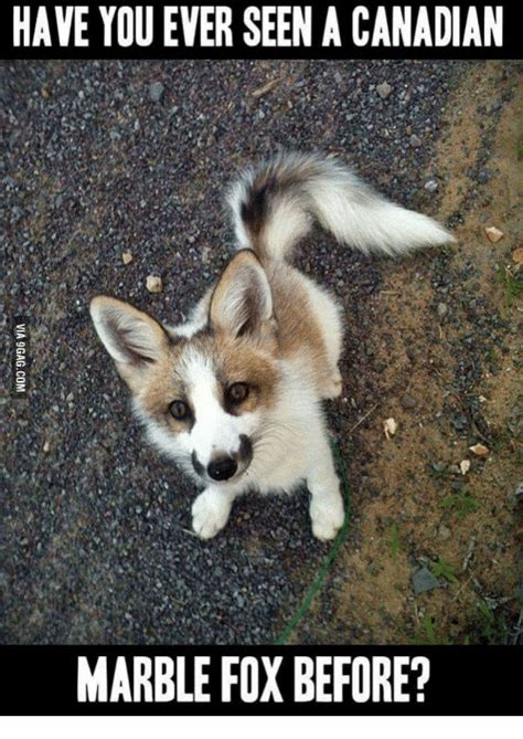 Uncomfortable Fox Memes Bundled In The Burrow 30 Heartwarming Fluffy