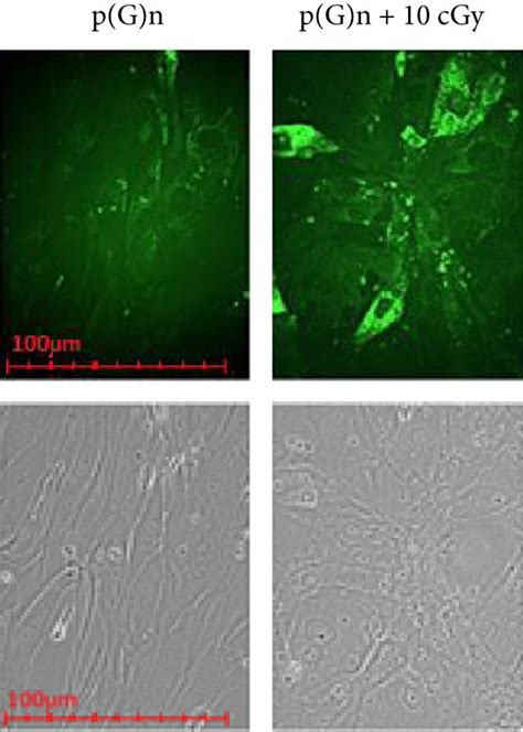 A A Plasmid Containing A Marker GFP Gene And Containing G N Repeats Download Scientific