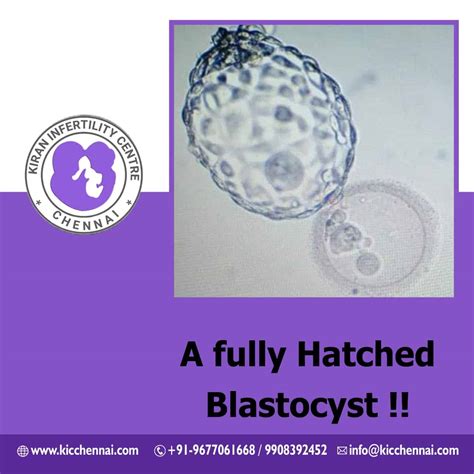 Blastocyst Hatching