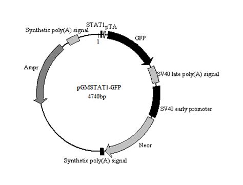 Stat1 Gfp报告基因质粒 Stat1 Gfp Reporter Plasmid