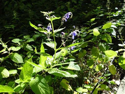 都立植物多様性センター・・・令和4年10月26日 野楽力研究所