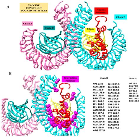 inspection of a proposed chimeric peptide vaccine construct and the