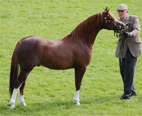 For Sale Waxwing Ponies