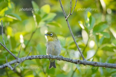 Photolibrary