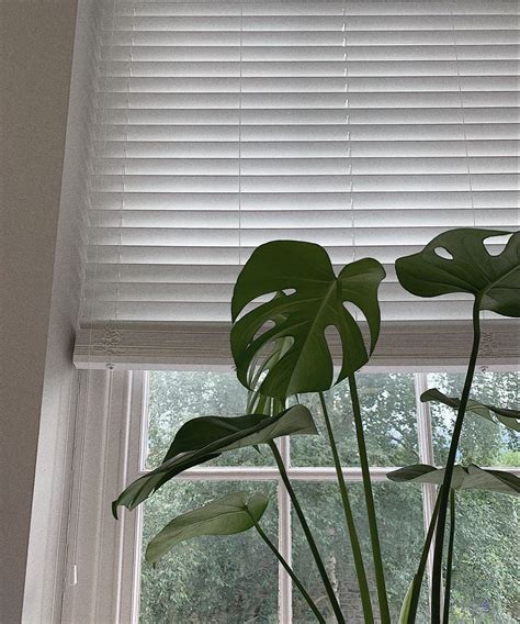 Plant Mom Aesthetic Plant Mom Aesthetic Plants Plant Aesthetic